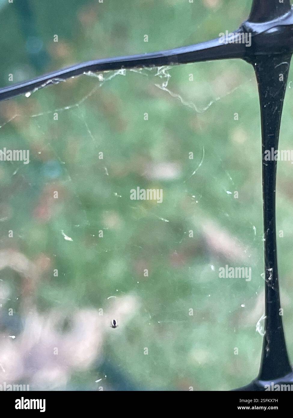 Orbweavers and Allies (Araneoidea), Arachnida, Melbourne VIC, Australia ...