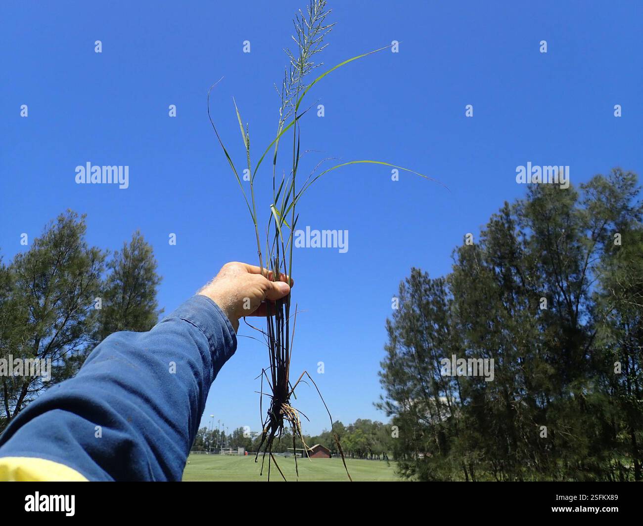 mexican sprangletop (Diplachne fusca uninervia), Plantae, Boambee, nsw ...