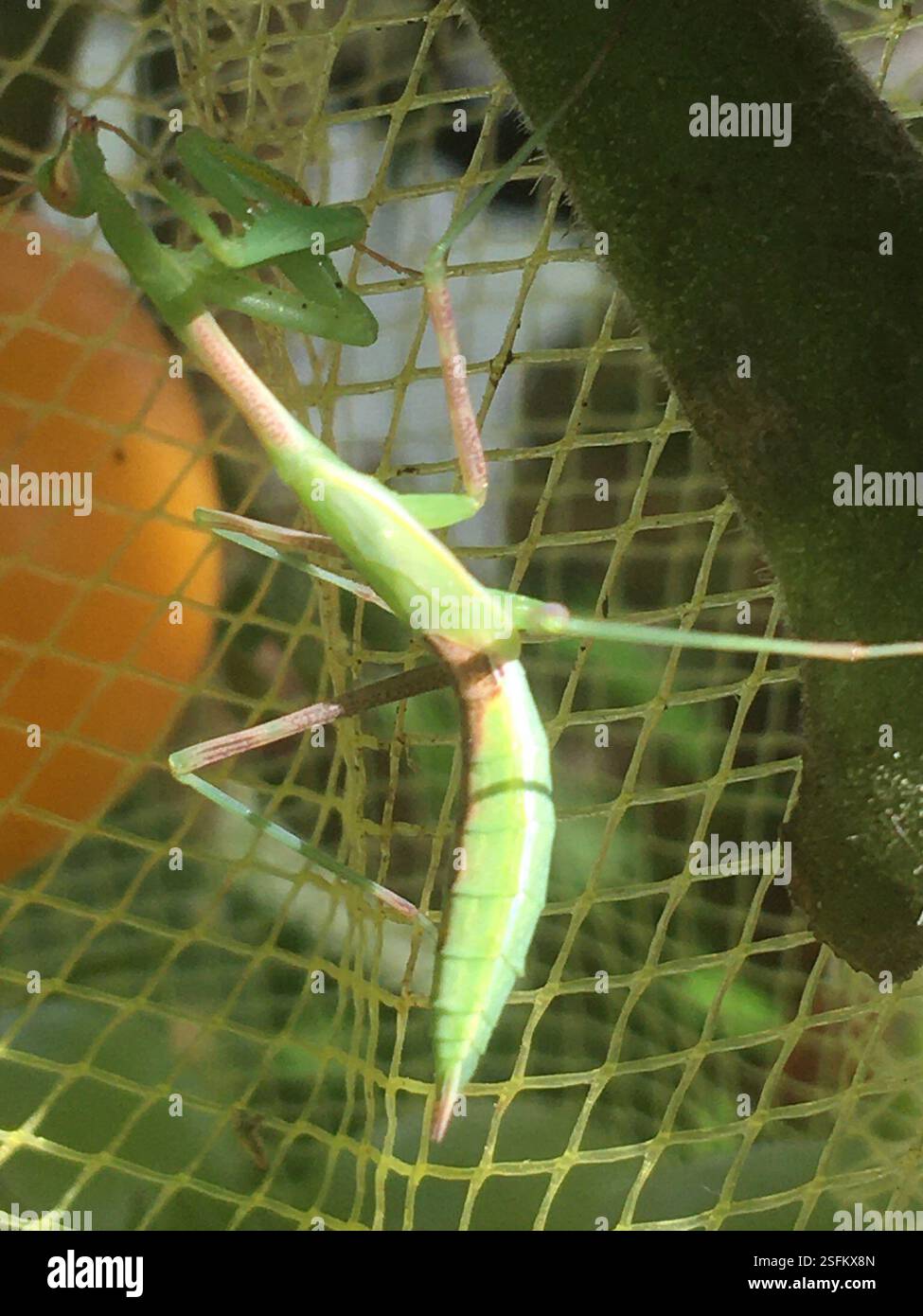 South African Mantis (Miomantis caffra), Insecta, Seaview Rd ...
