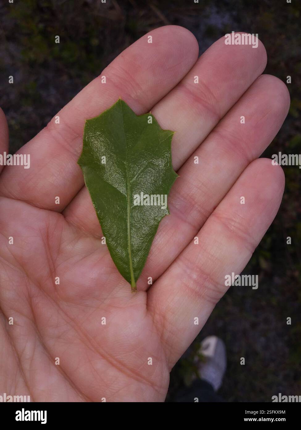 dwarf live oak (Quercus minima), Plantae, Polk, Florida, United States ...