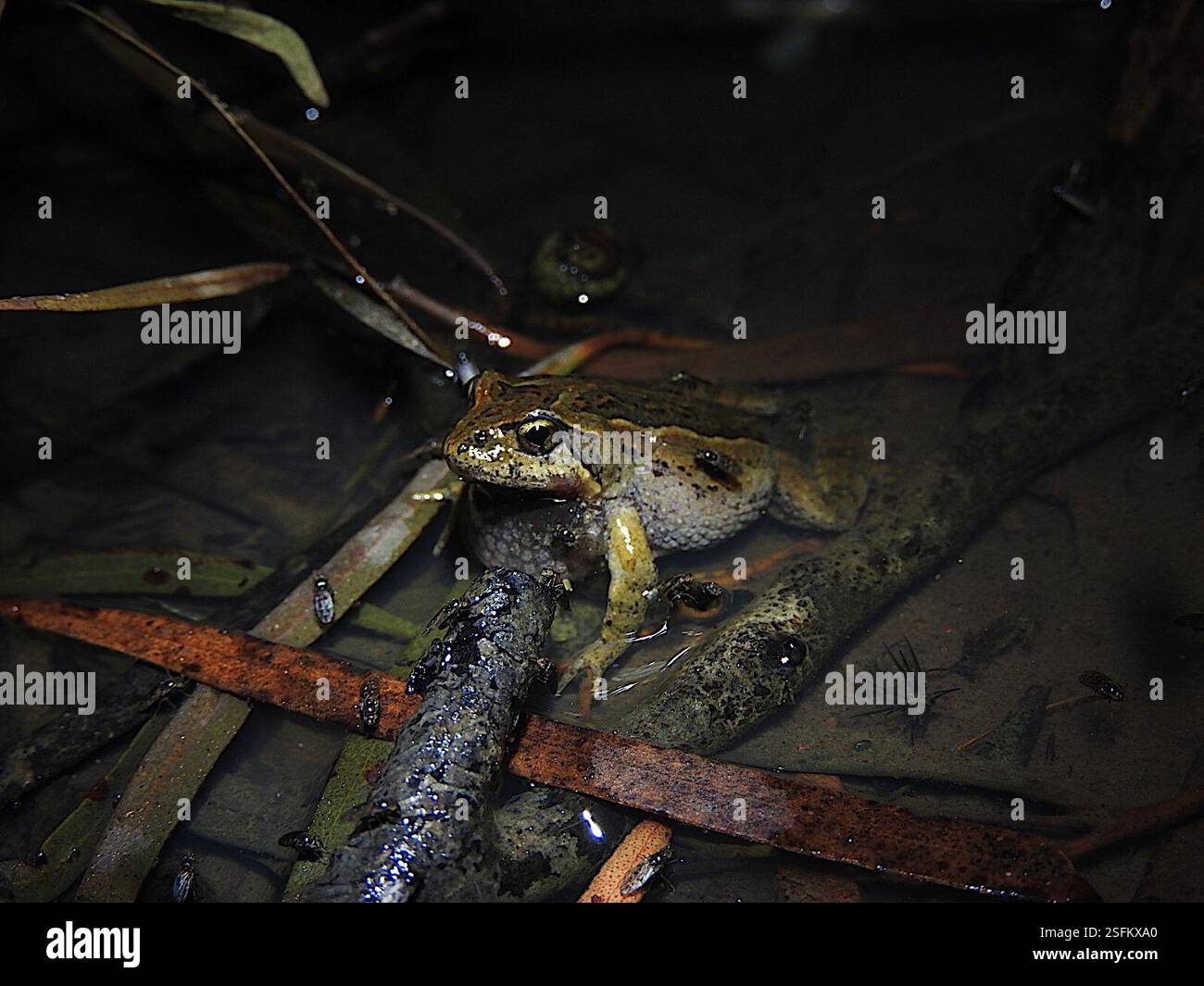 Common Eastern Froglet (Crinia signifera), Amphibia, Hobart TAS ...