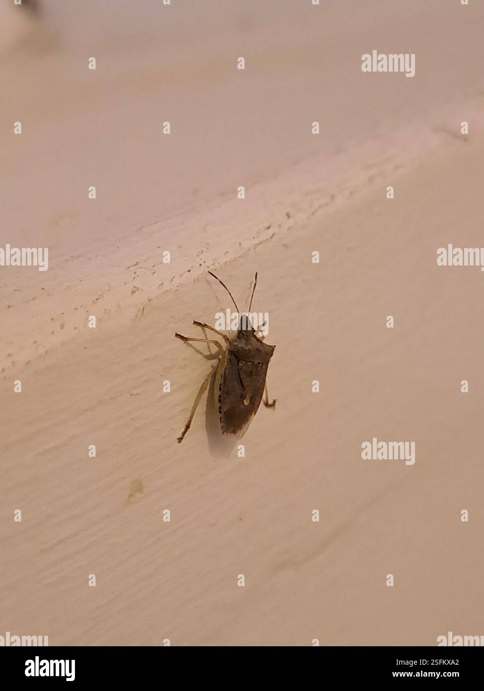 Stink Bugs, Shield Bugs, and Allies (Pentatomoidea), Insecta, Lunahuaná ...