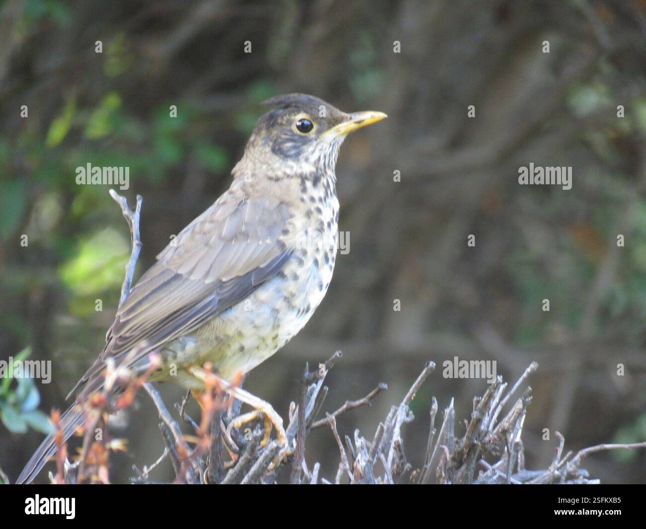 Austral Thrush (Turdus falcklandii), Aves, Ushuaia, Tierra del Fuego ...