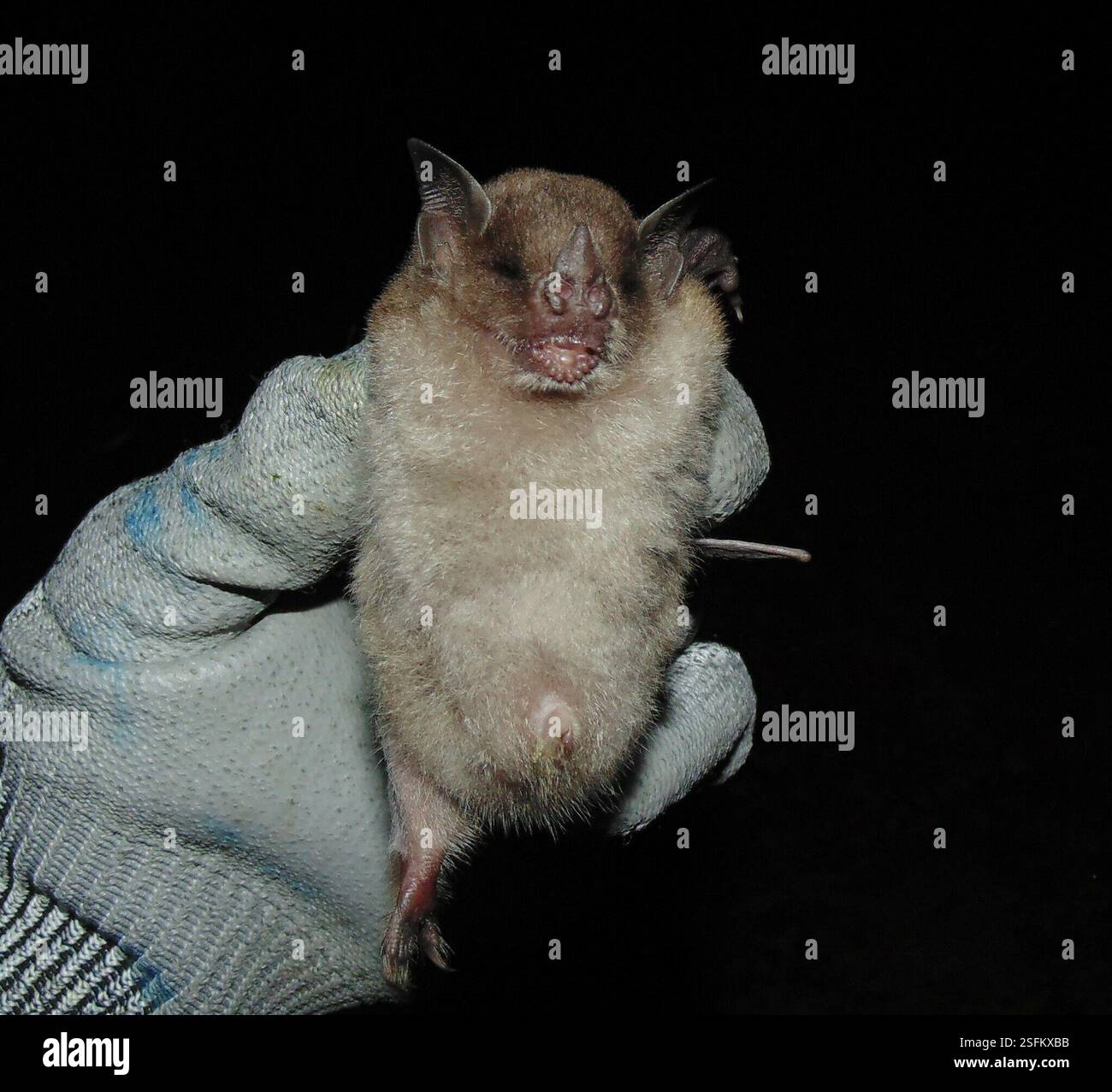 Little Yellow-shouldered Bat (Sturnira lilium), Mammalia, São Joaquim ...