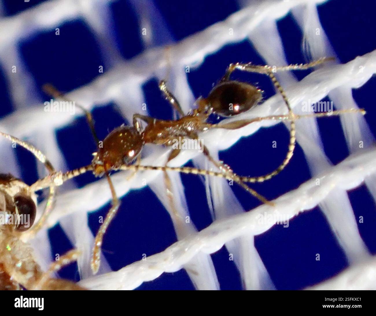 African Big-headed Ant (Pheidole megacephala), Insecta, Santo Antão ...