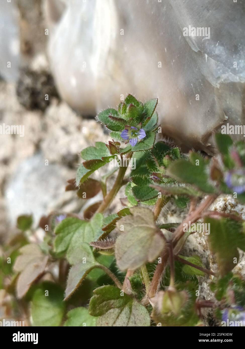 Ivy-leaved Speedwell (Veronica hederifolia), Plantae, Norfolk, UK Stock ...