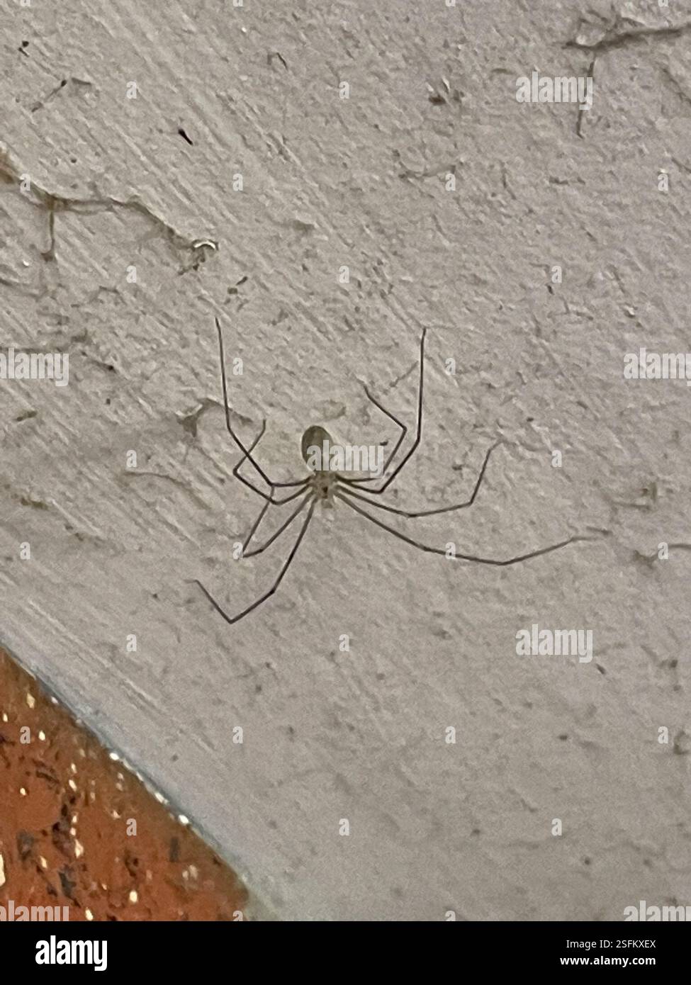 Common Cellar Spiders (Pholcus), Arachnida, Rubida Dr, Langwarrin, VIC ...