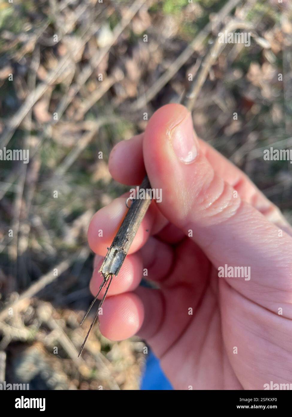 flowering plants (Angiospermae), Plantae, S Razorback Rd, Fayetteville ...