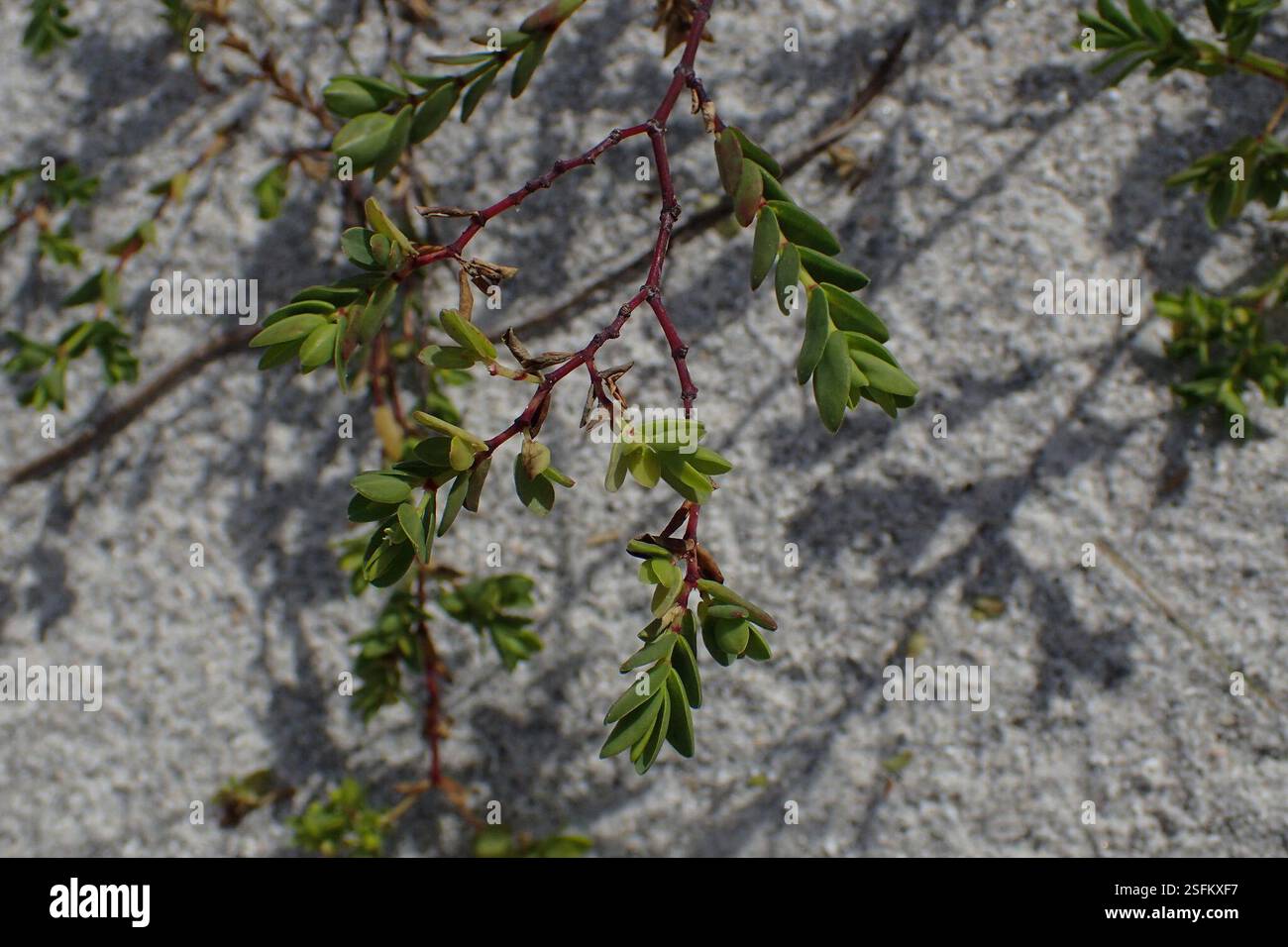 Coastal Beach Sandmat (Euphorbia mesembryanthemifolia), Plantae ...