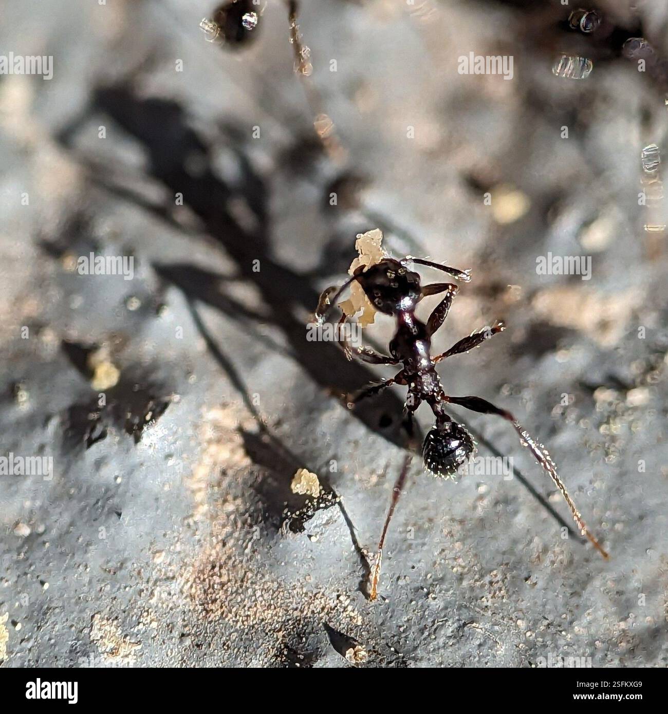 Large Imported Big-headed Ant (Pheidole obscurithorax), Insecta ...