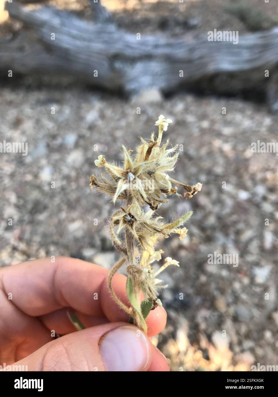 Yellow-eyed Cryptantha (Oreocarya flavoculata), Plantae, Inyo County, CA, USA Stock Photo - Alamy