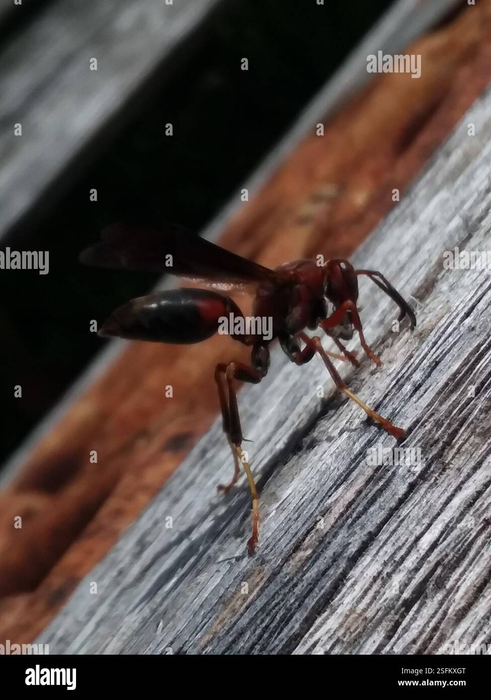fuscatus-group Paper Wasps (Fuscopolistes), Insecta, WF NFN "Community ...