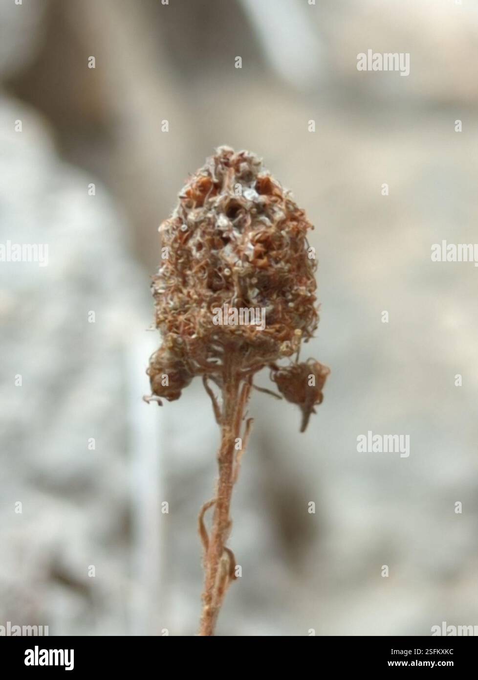 mat rock spiraea (Petrophytum caespitosum), Plantae, Guadalupe ...