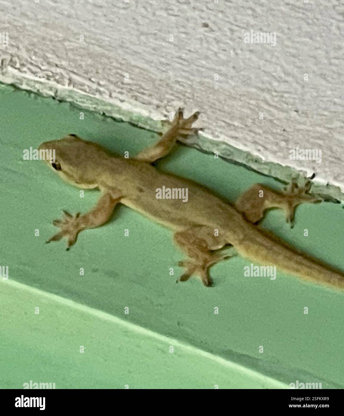 Flat-tailed House Gecko (Hemidactylus platyurus), Reptilia, Phu An, Cai ...