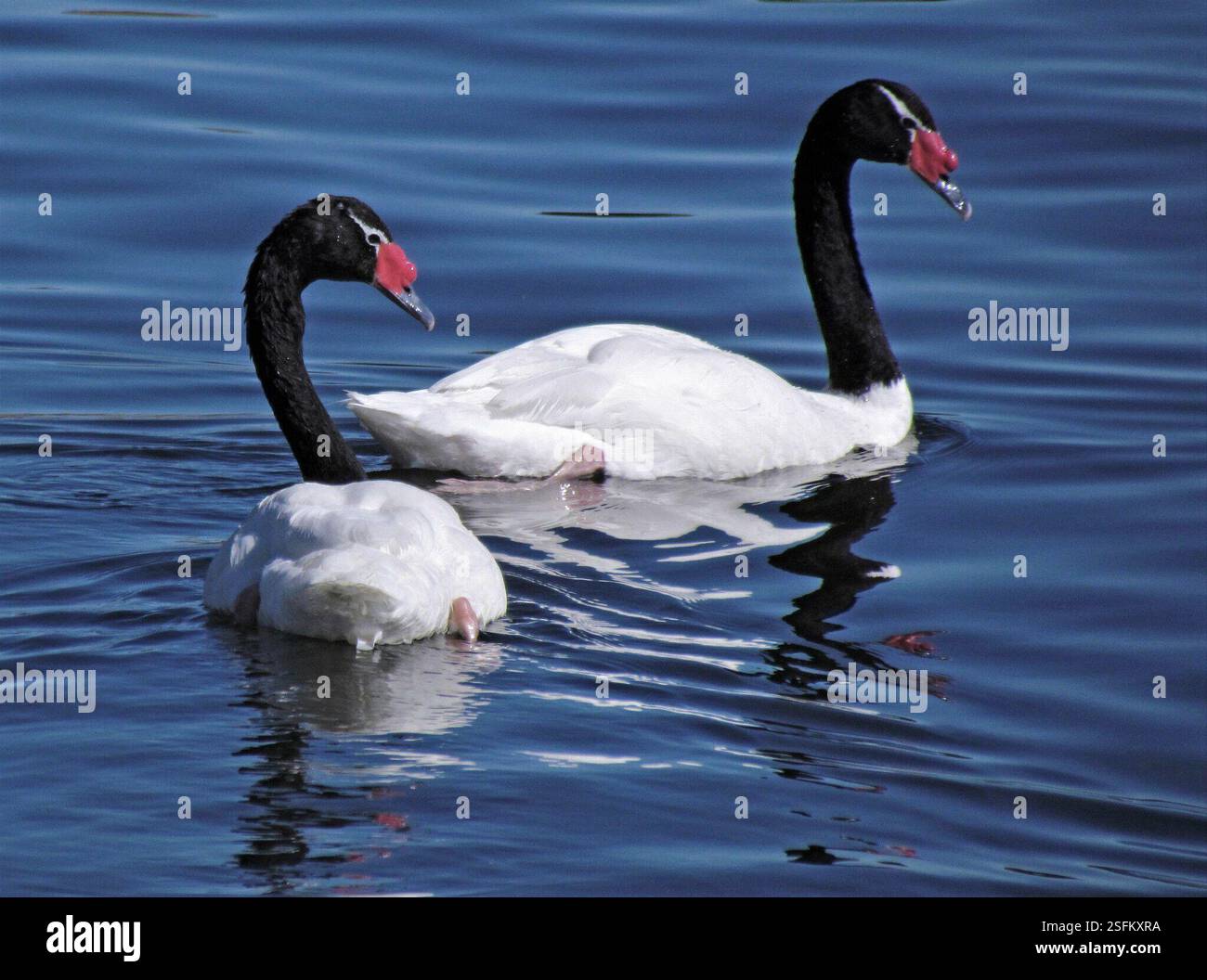 Black-necked Swan (Cygnus melancoryphus), Aves, Lago Argentino, Santa ...