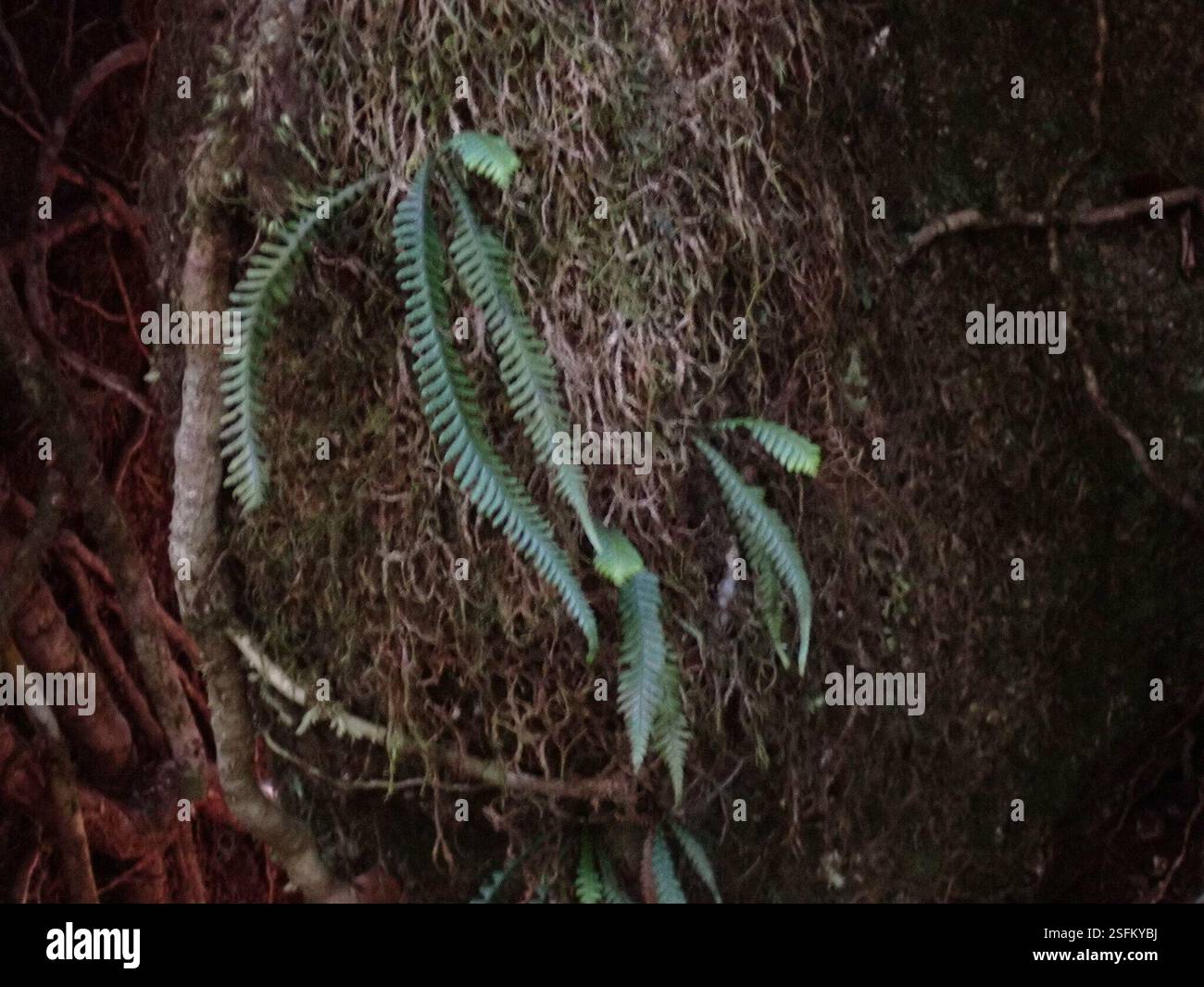 ferns (Polypodiopsida), Plantae, Mount Carbine QLD 4871, Australia ...
