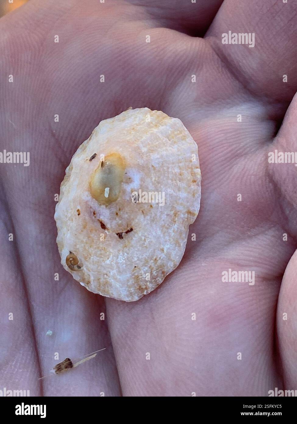 Mediterranean Limpet (Patella caerulea), Mollusca, Cala Galiota, Ses ...