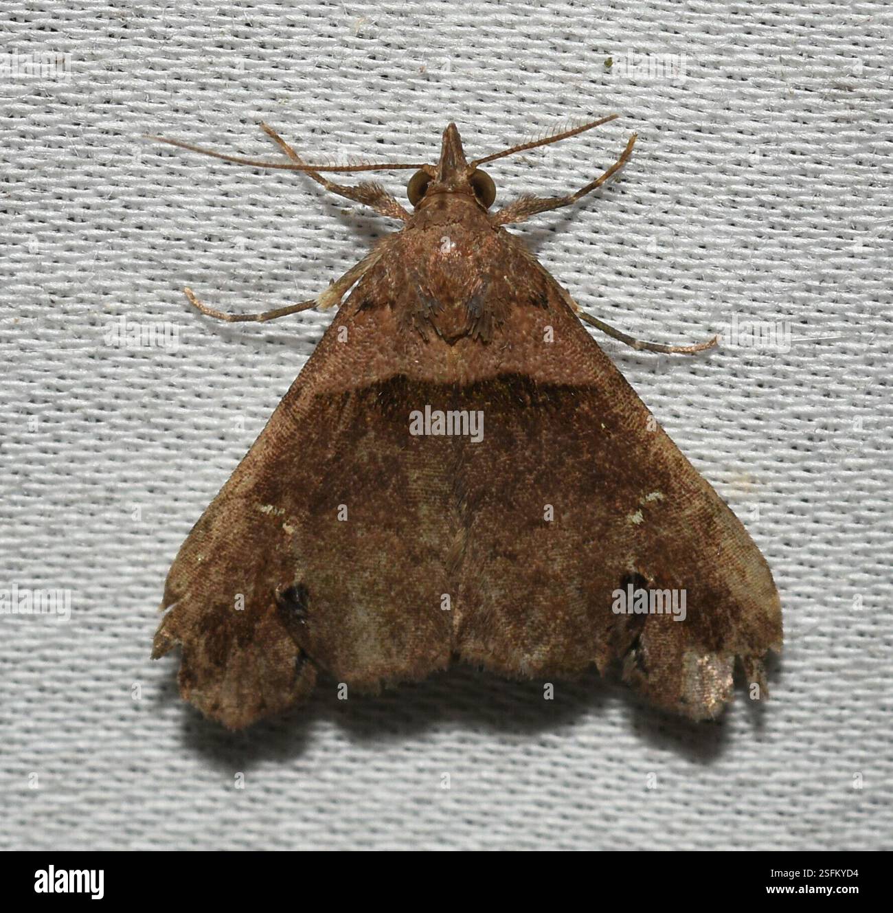 Ambiguous Moth (Lascoria ambigualis), Insecta, Missouri, US Stock Photo ...