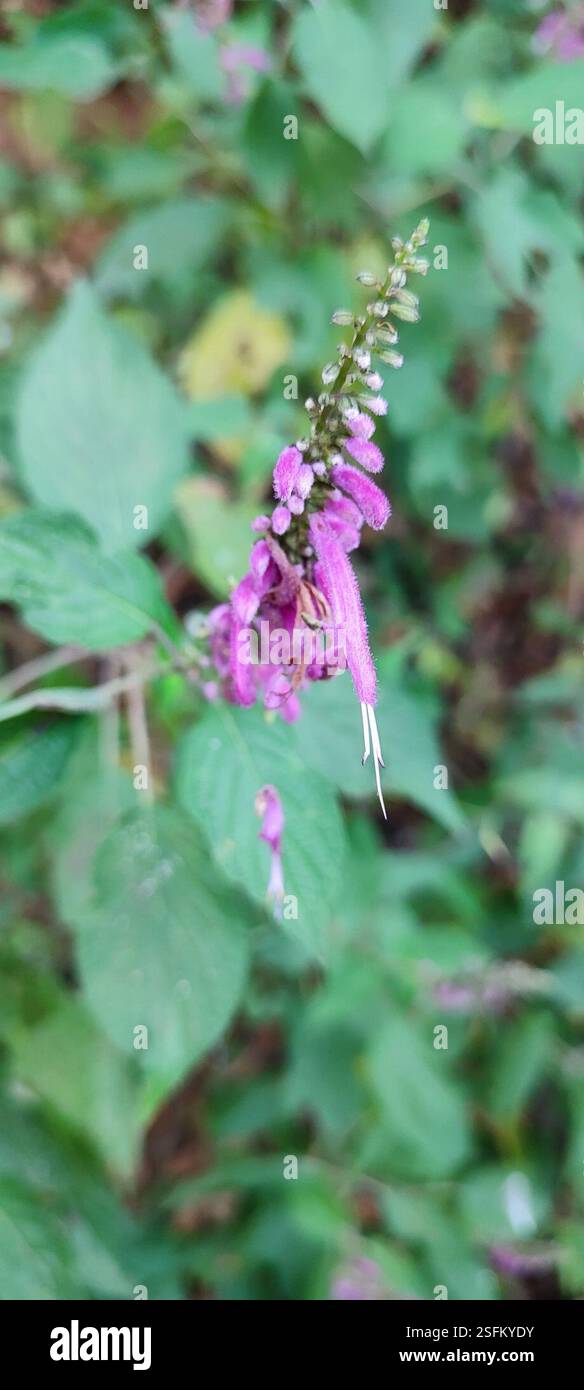 Mexican fuchsia sage (Salvia iodantha), Plantae, 48259 Jal., México ...