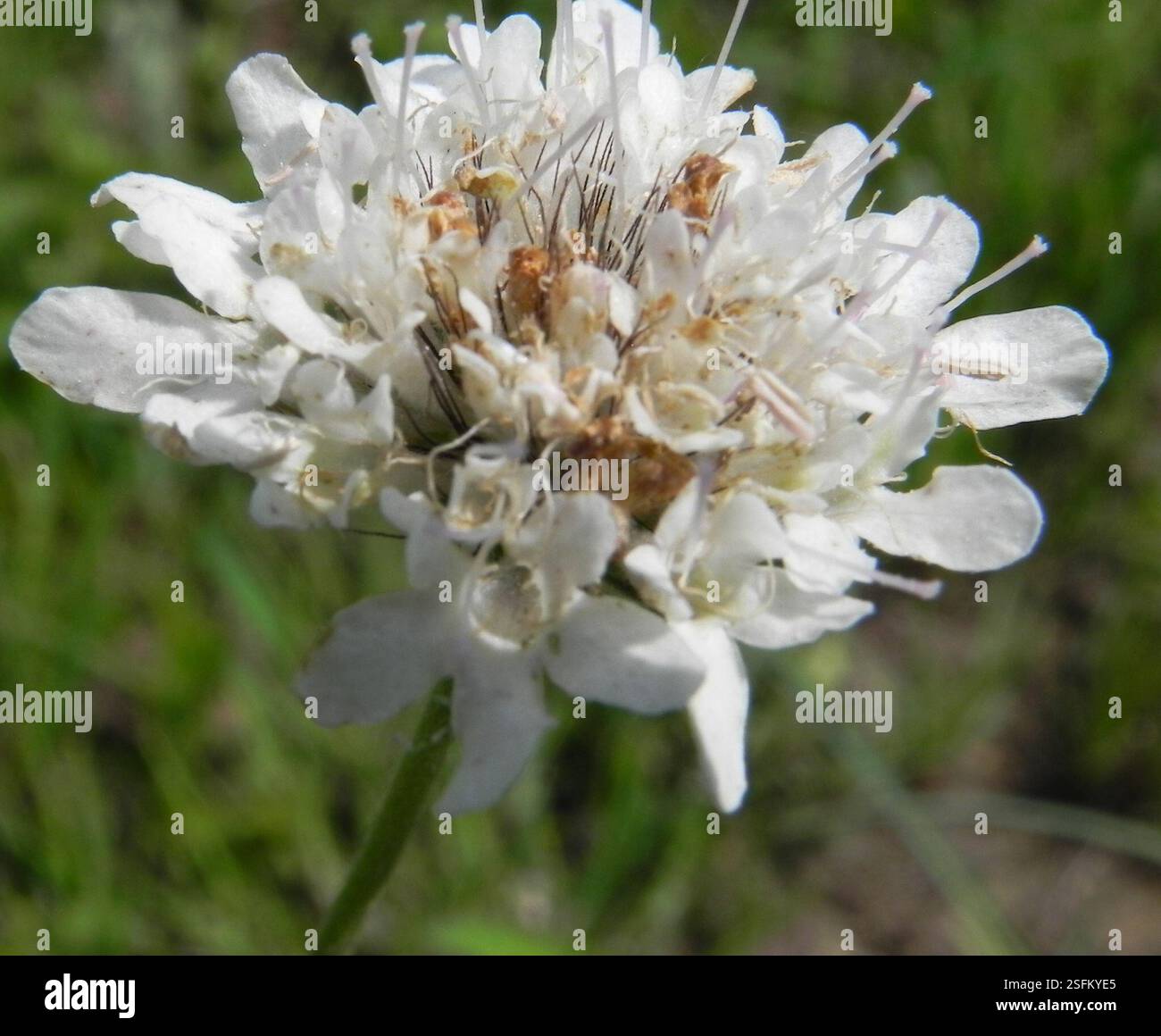 Small Scabious (Scabiosa columbaria), Plantae, uMgungundlovu District ...