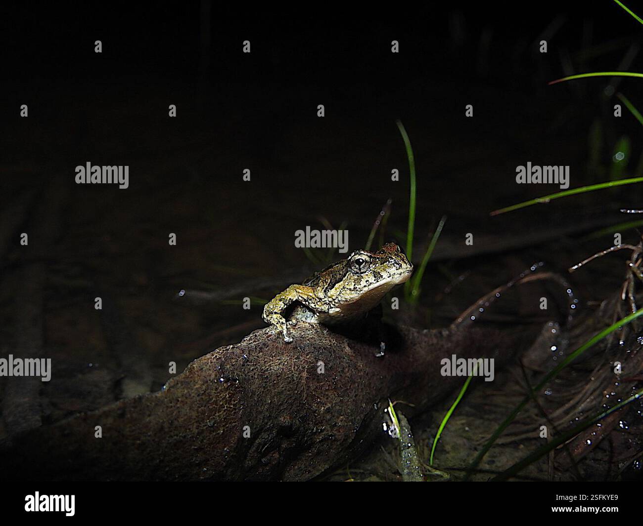 Common Eastern Froglet (Crinia signifera), Amphibia, Hobart TAS ...