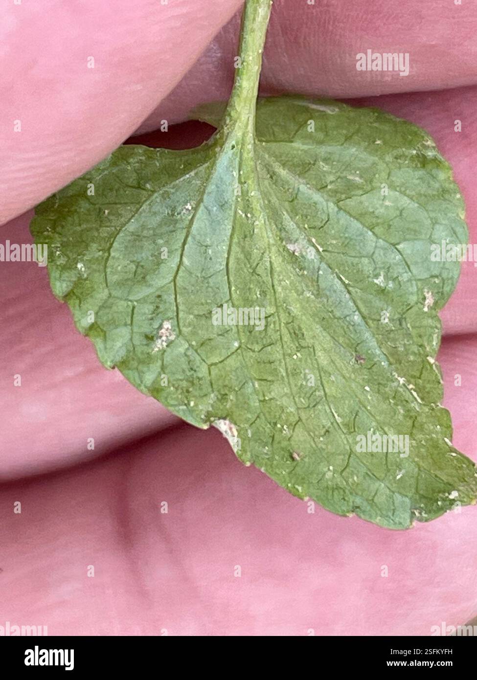 Confederate violet (Viola sororia priceana), Plantae, Polkton, NC, US ...