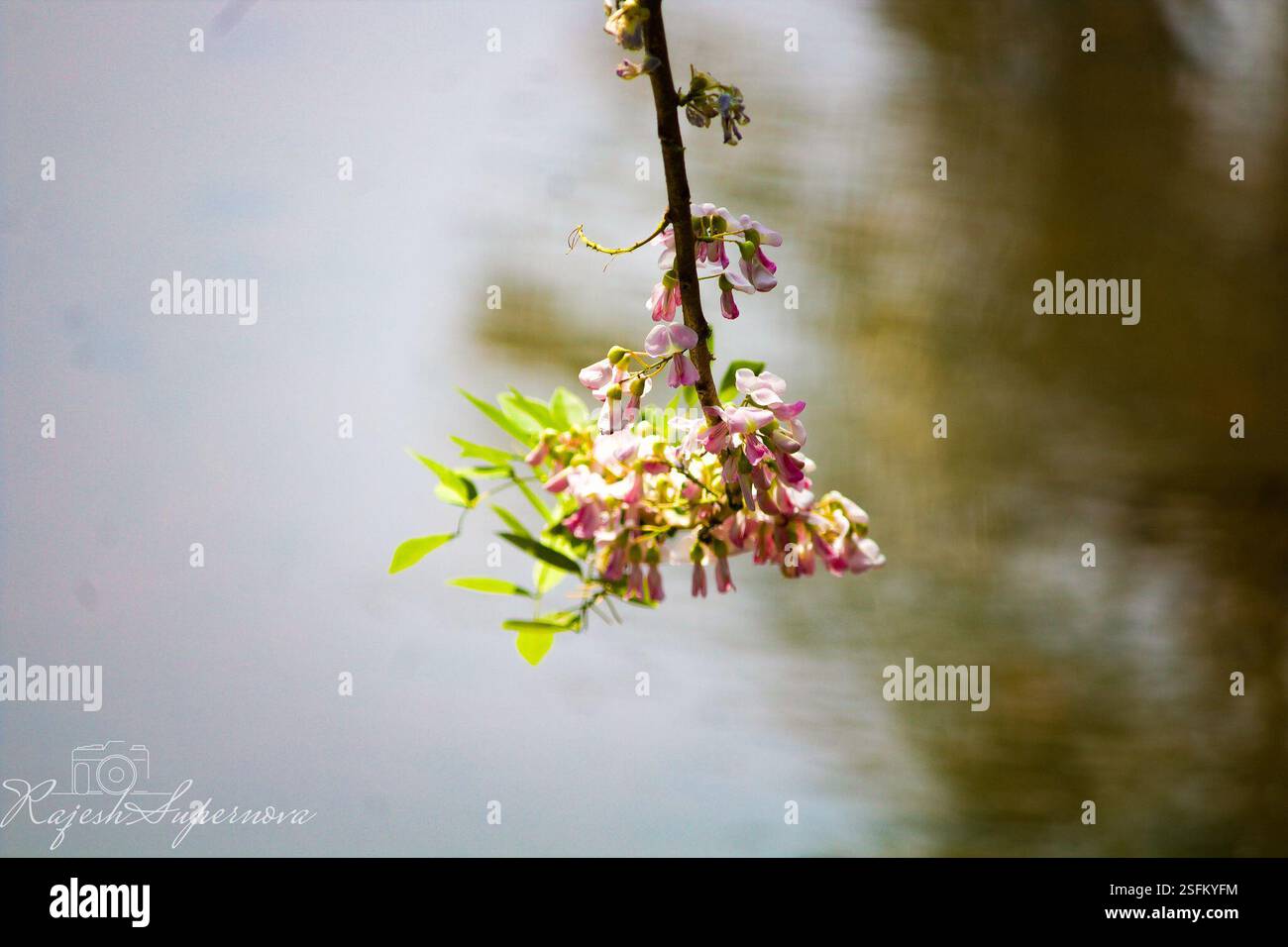 Fence Post Tree (Gliricidia sepium), Plantae, Canacona, South Goa, GA ...