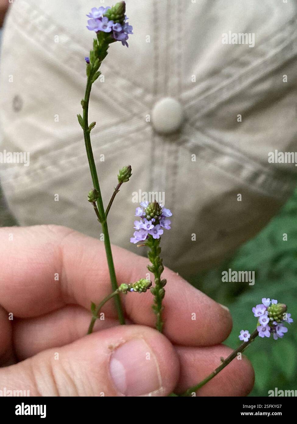 Seashore vervain (Verbena litoralis), Plantae, Lajas, Supatá ...