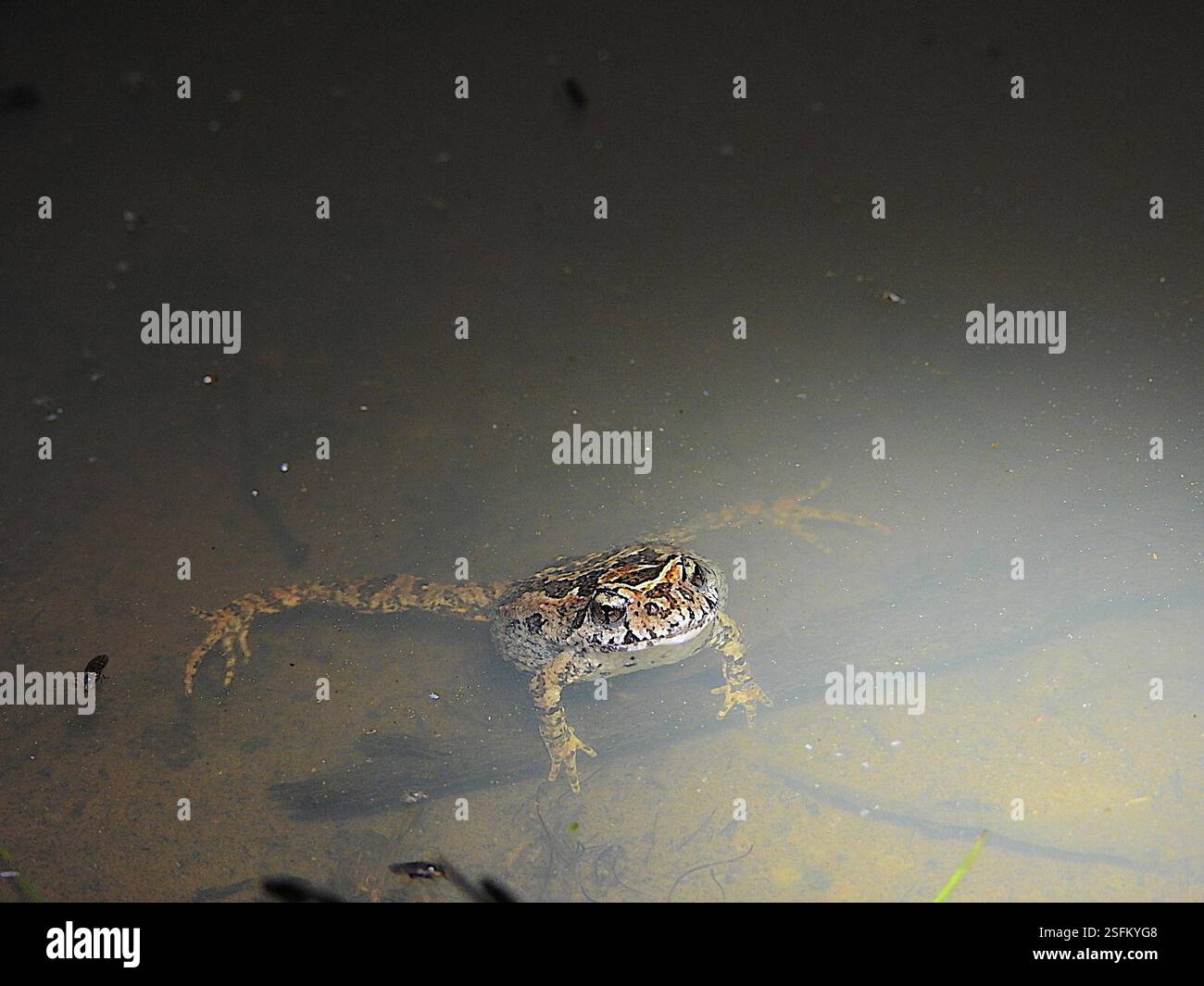 Common Eastern Froglet (Crinia signifera), Amphibia, Hobart TAS ...