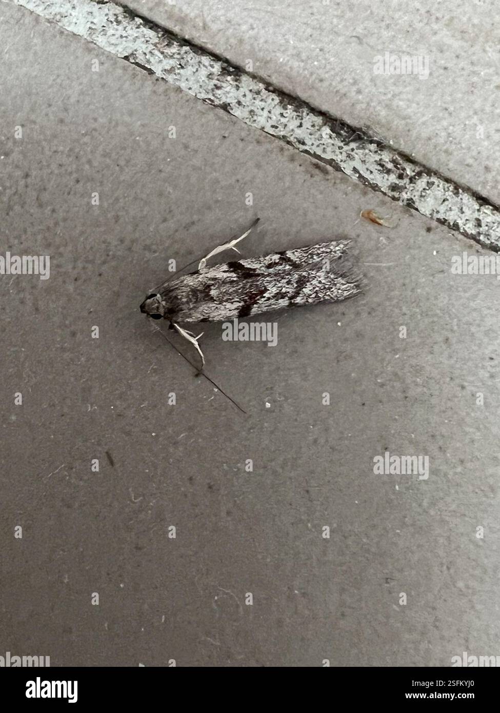 Knot-horn Moths (Phycitinae), Insecta, Tasmania, Richmond, TAS, AU ...
