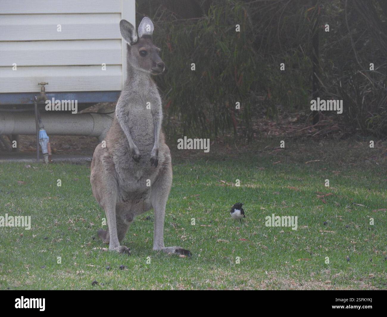 Western Grey Kangaroo (Macropus fuliginosus), Mammalia, 12 Bald Island ...