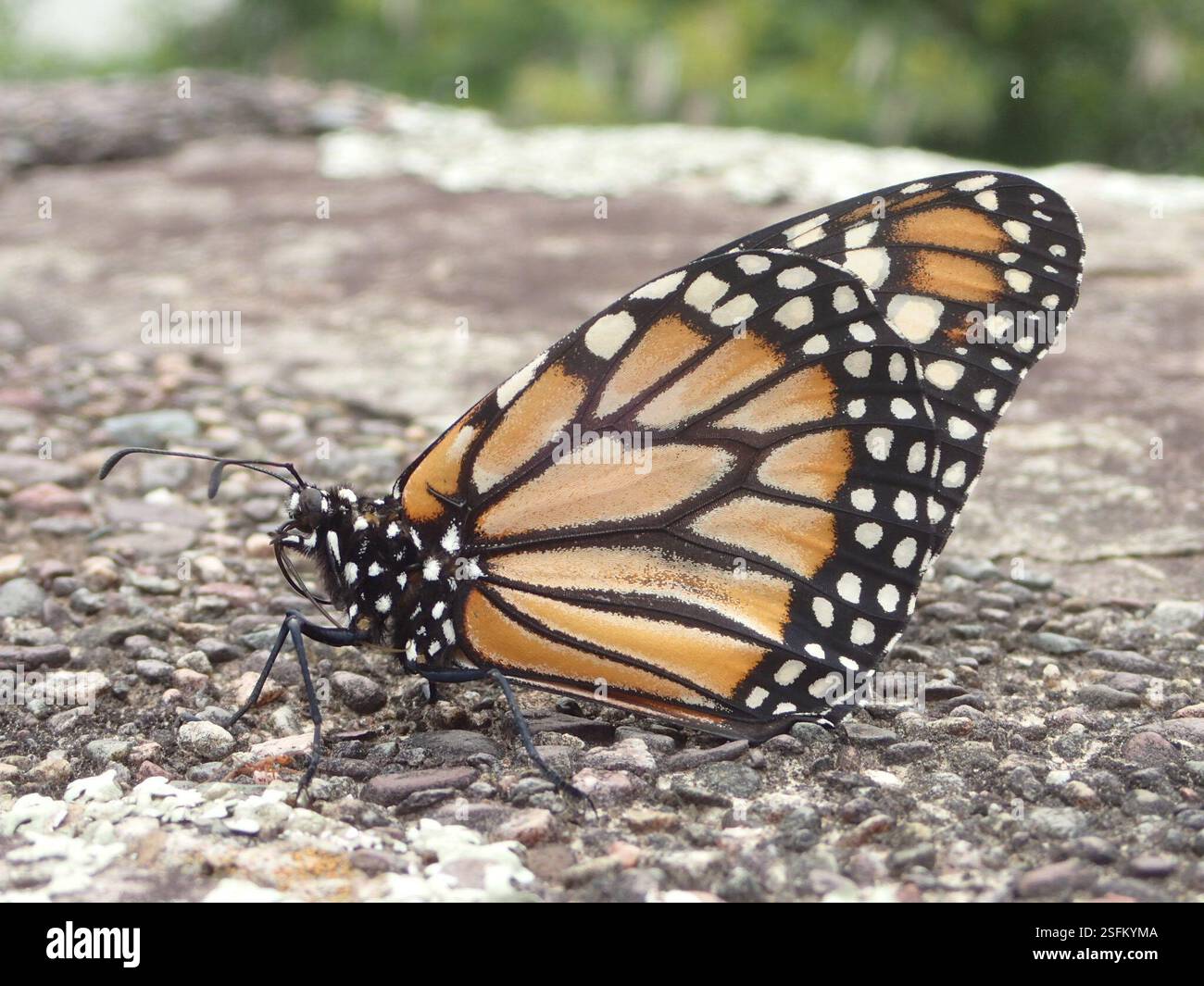 Southern Monarch (Danaus erippus), Insecta, San Lorenzo, Salta, AR ...