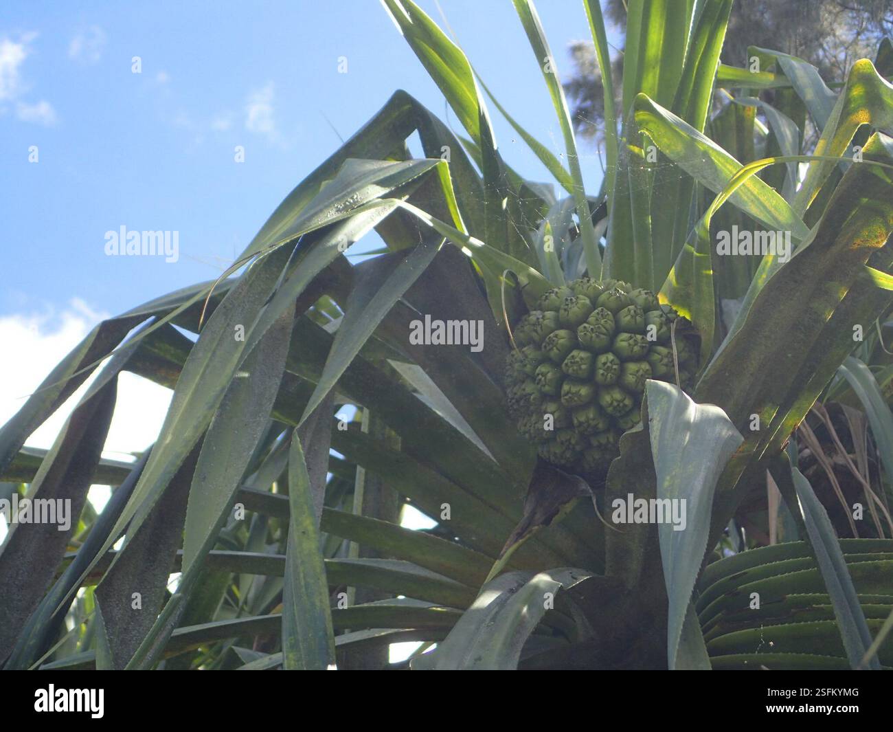 thatch screwpine (Pandanus tectorius), Plantae, Kahului, HI, USA Stock ...