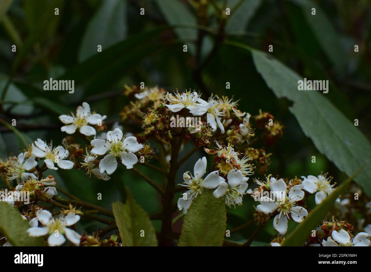 Bronze Loquat (Eriobotrya deflexa), Plantae, 中国浙江省杭州市西湖区 Stock Photo ...