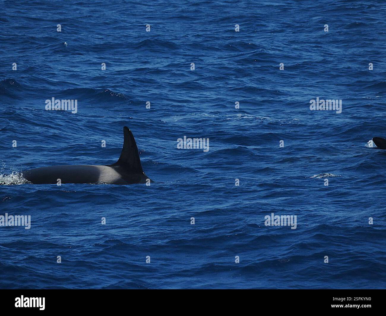 Orca (Orcinus orca), Mammalia, Bremer Bay WA 6338, Australia Stock ...