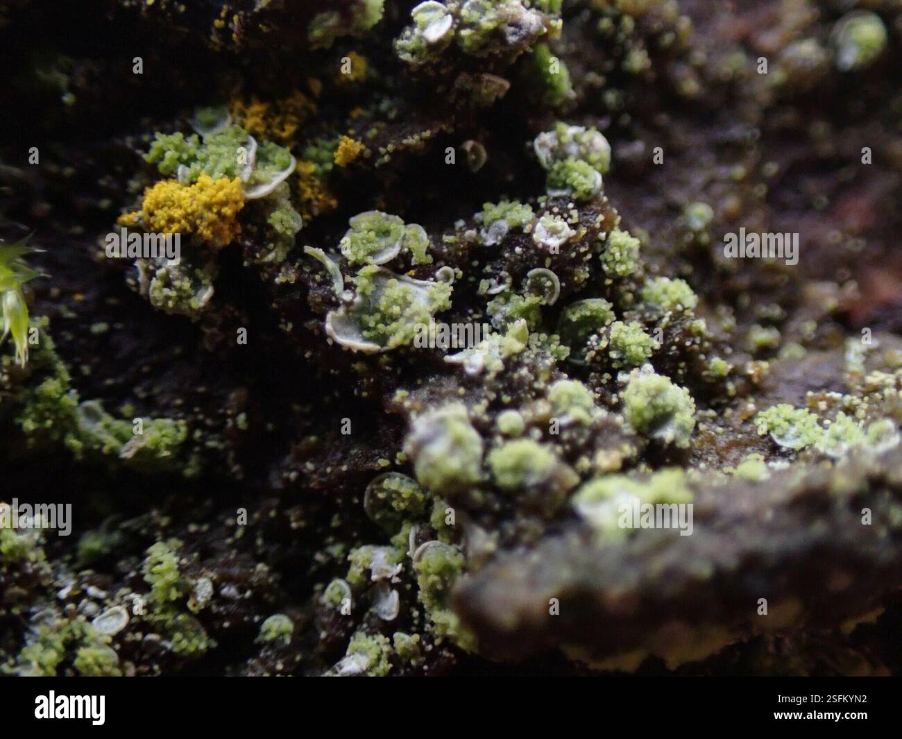 Elf Ears lichen (Normandina pulchella), Fungi, East Vancouver ...