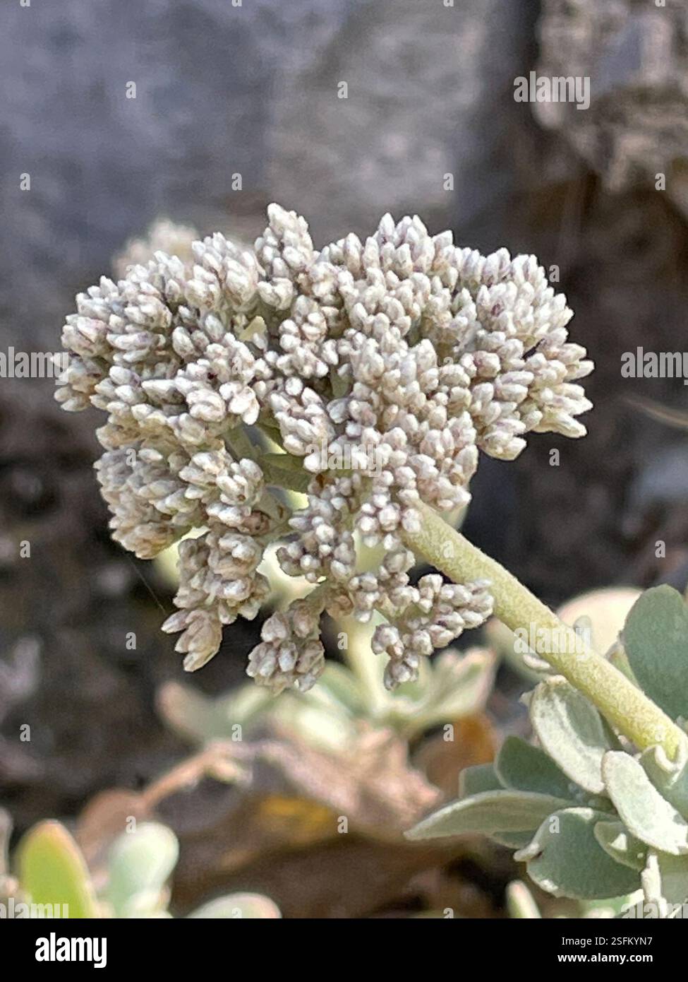 (Polycarpaea gayi), Plantae, Santo Antão, Cape Verde, CV Stock Photo ...