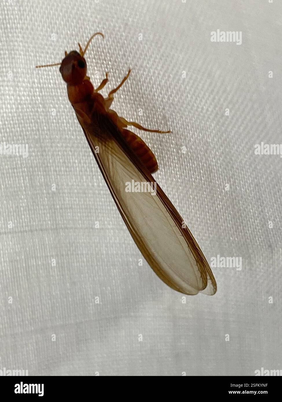 Drywood Termites (Kalotermitidae), Insecta, Dharawal National Park ...