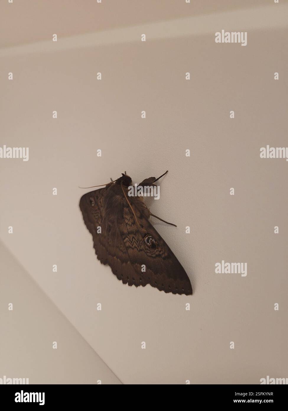 Northern Wattle Moth (Dasypodia cymatodes), Insecta, Taranaki, New ...