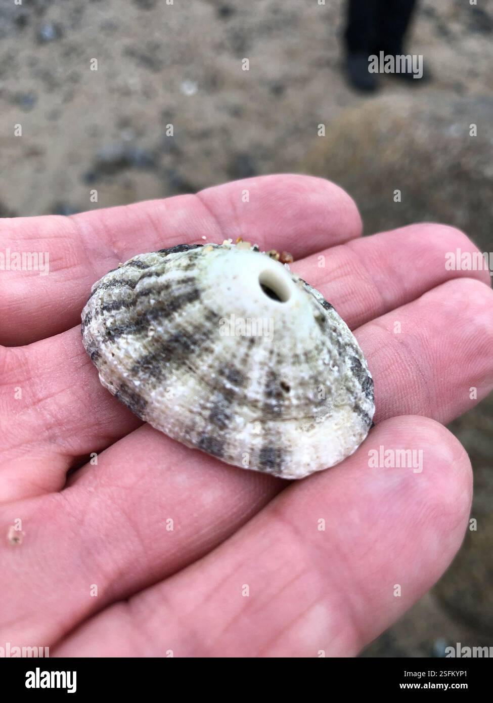 Rough Keyhole Limpet (Diodora aspera), Mollusca, San Mateo County, CA ...