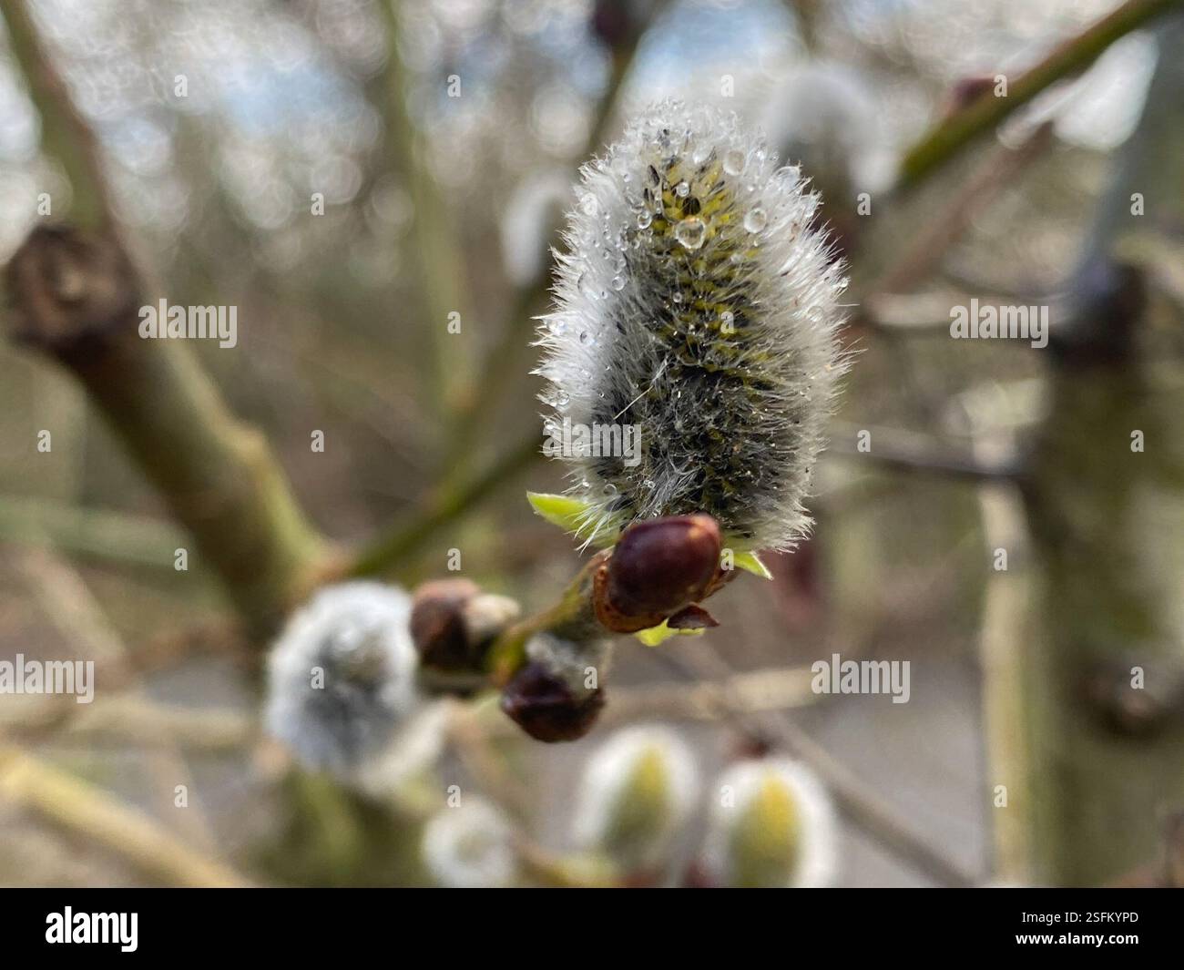 goat willow (Salix caprea), Plantae, Chelmer Village Way, Chelmsford ...