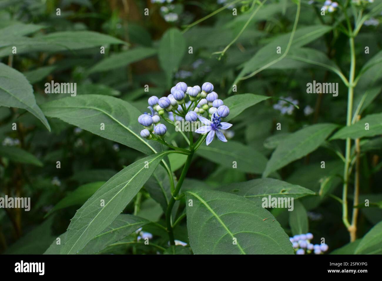 Anti-febrile Dichroa (Chinese Quinine) (Hydrangea febrifuga), Plantae ...