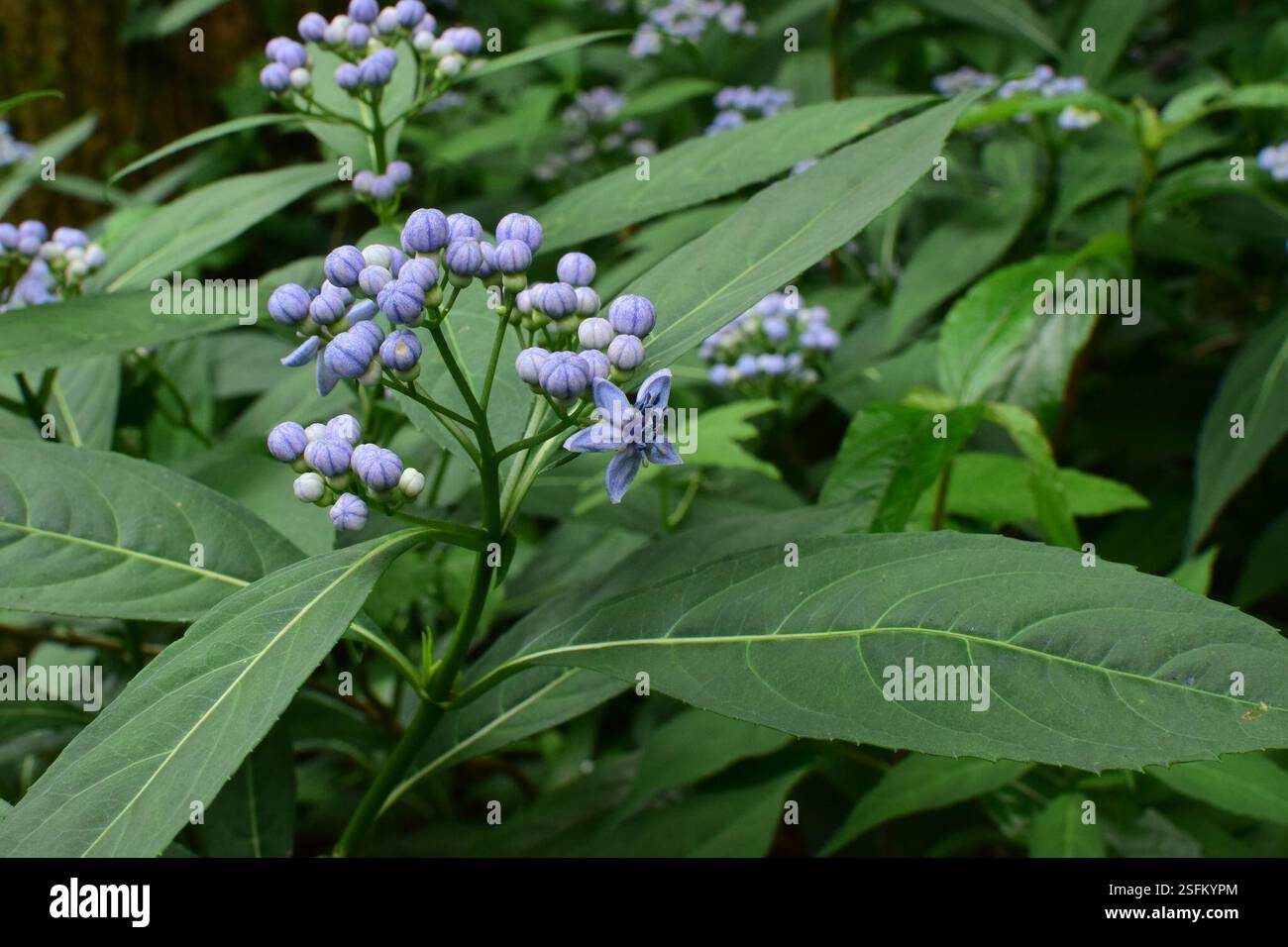 Anti-febrile Dichroa (Chinese Quinine) (Hydrangea febrifuga), Plantae ...