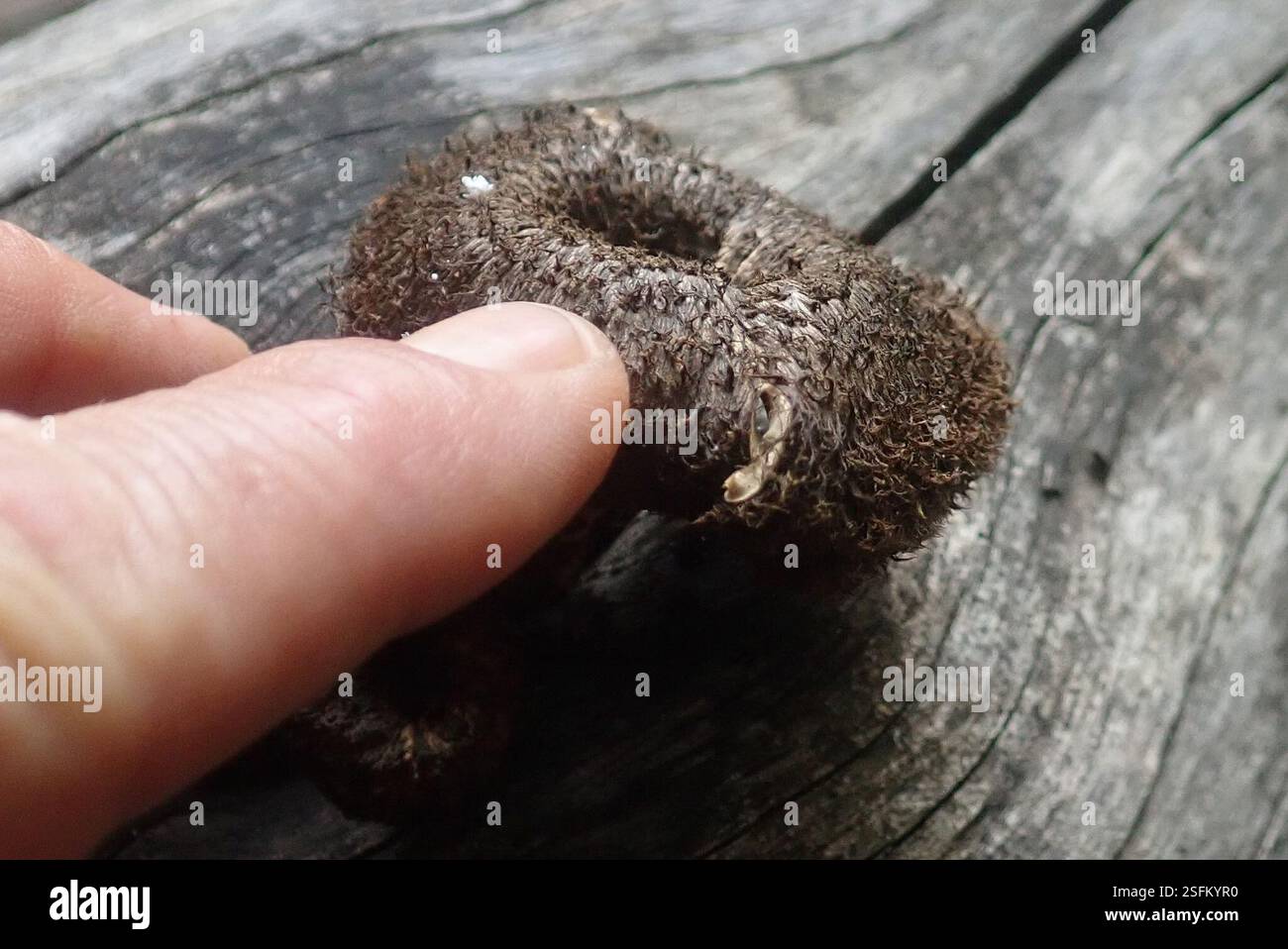 Bluegum Woodcap (Lentinus stuppeus), Fungi, Ehlanzeni District ...