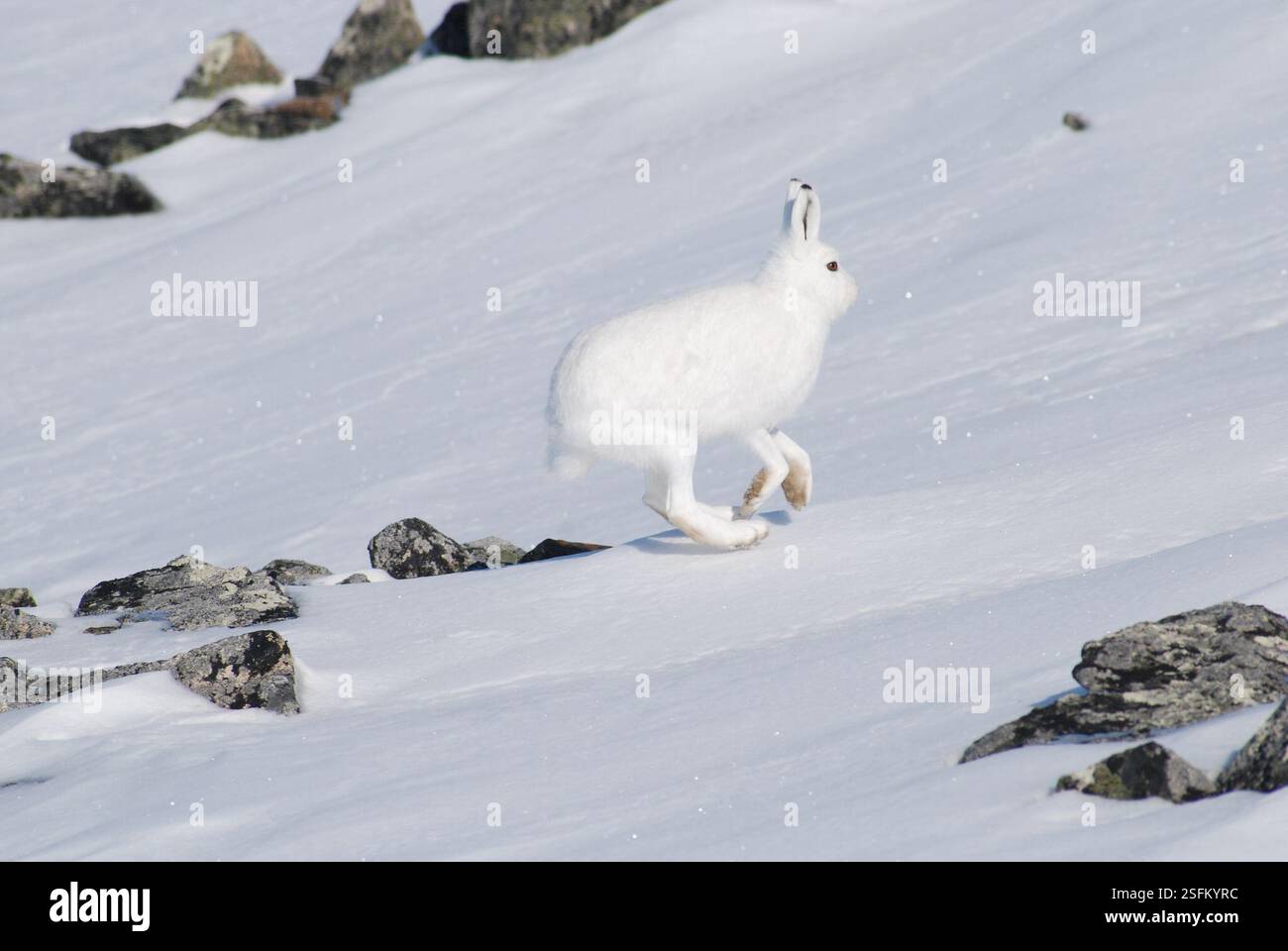 Mountain Hare (Lepus timidus), Mammalia, Провиденский р-н, Чукотский ...