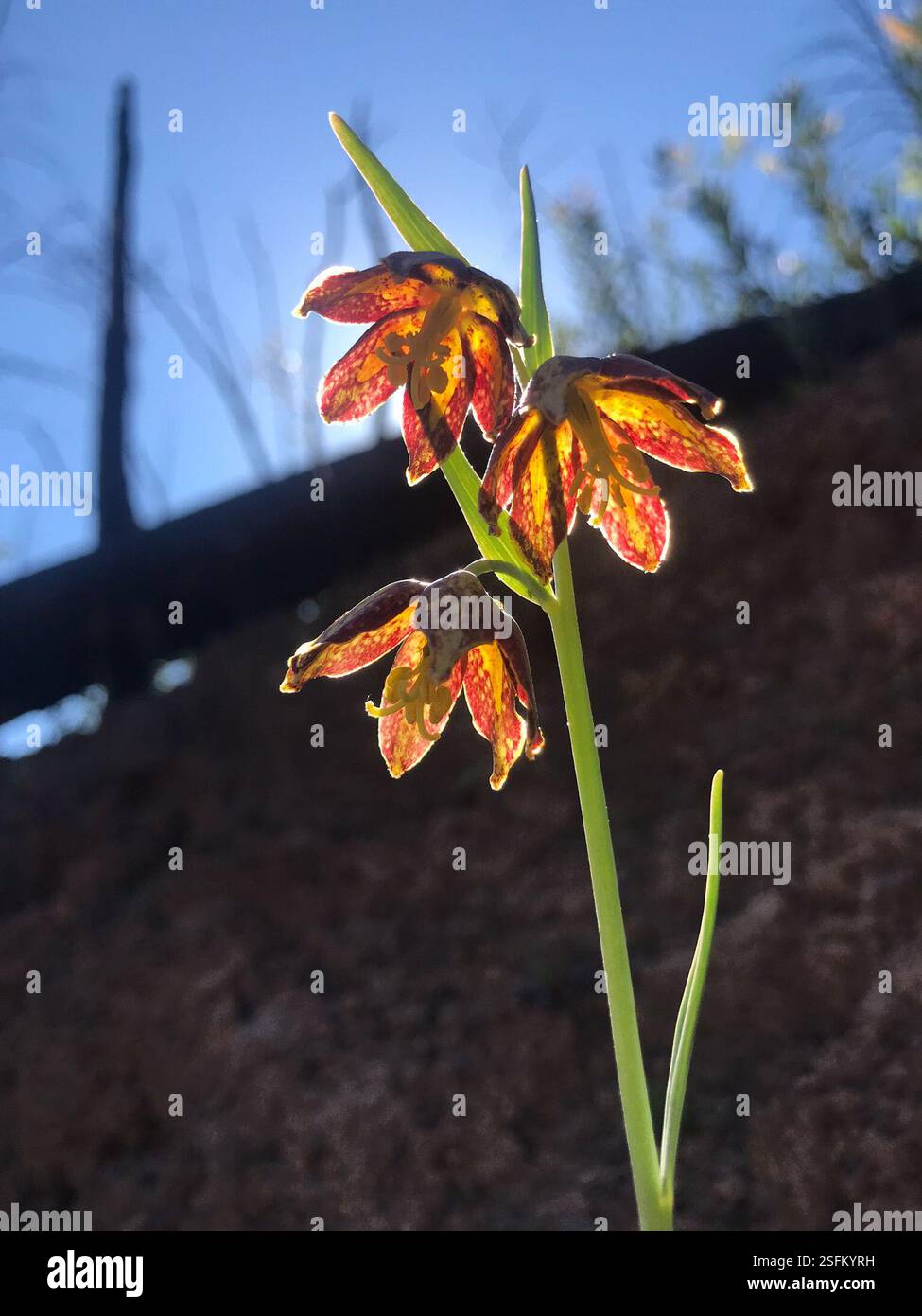 checker lily (Fritillaria affinis), Plantae, Robert Louis Stevenson ...