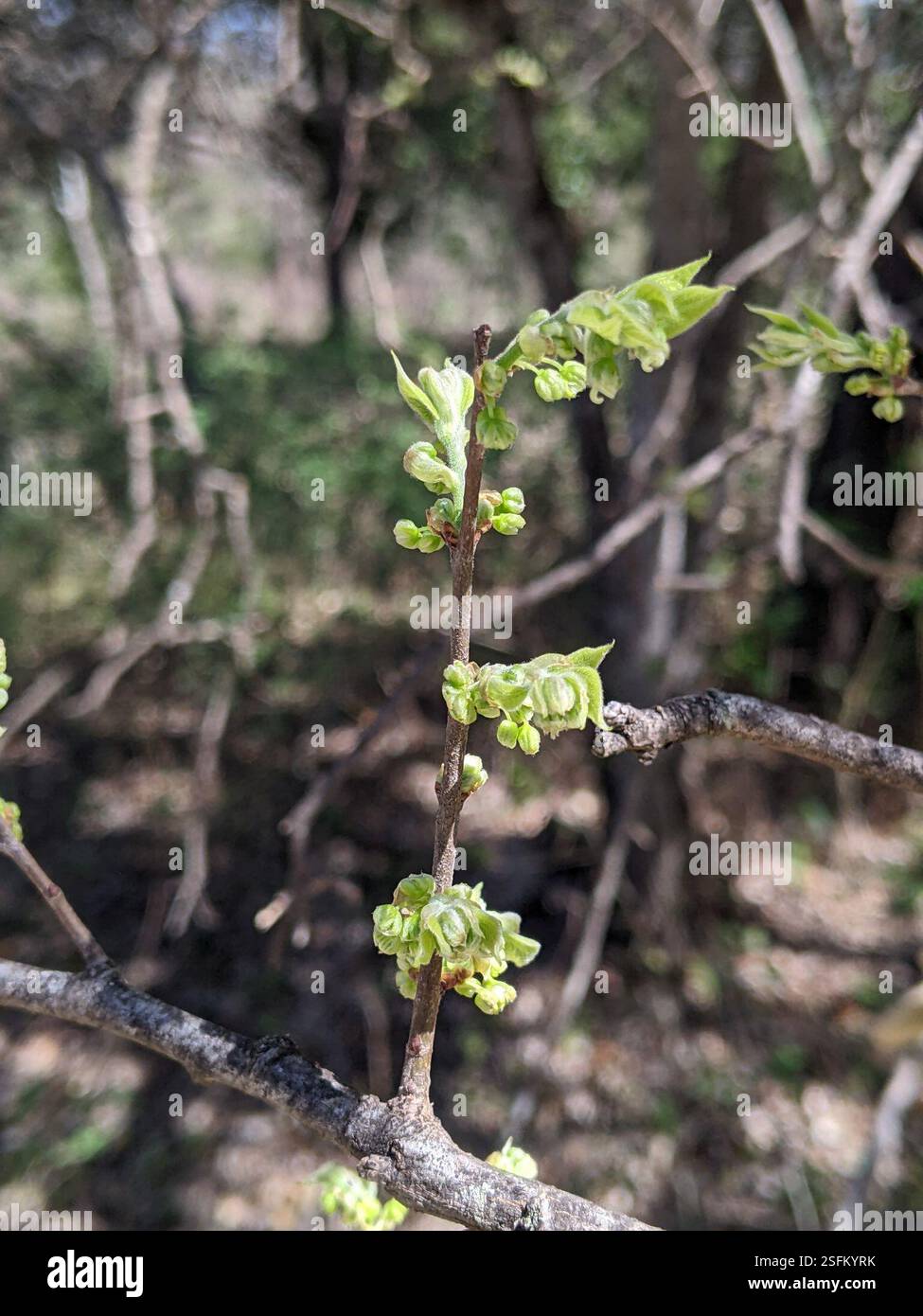 sugar hackberry (Celtis laevigata), Plantae, Chestnut, Austin, TX, USA ...