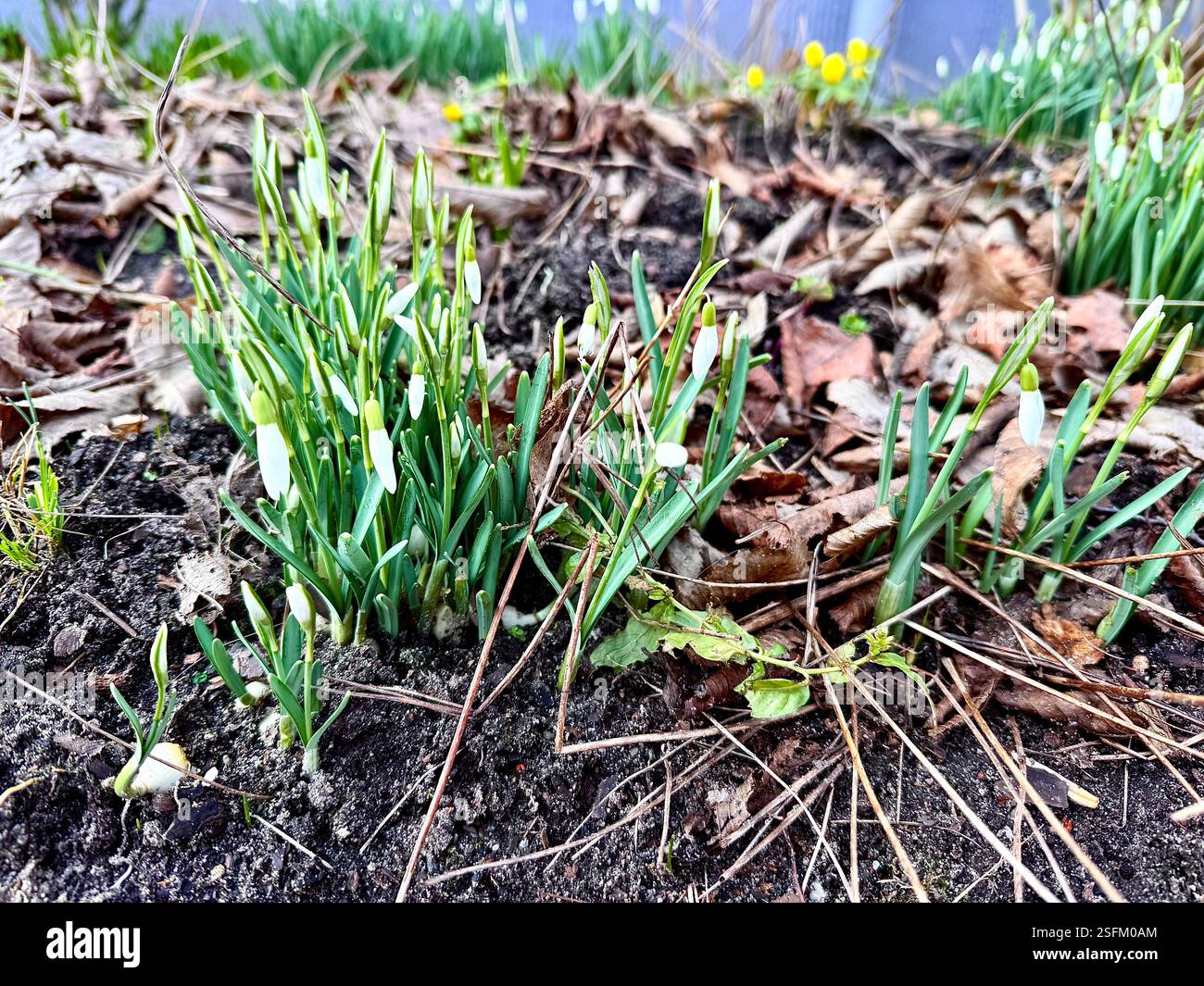 Snowdrop wild flowers at the base of a tree in Stock Photo - Alamy
