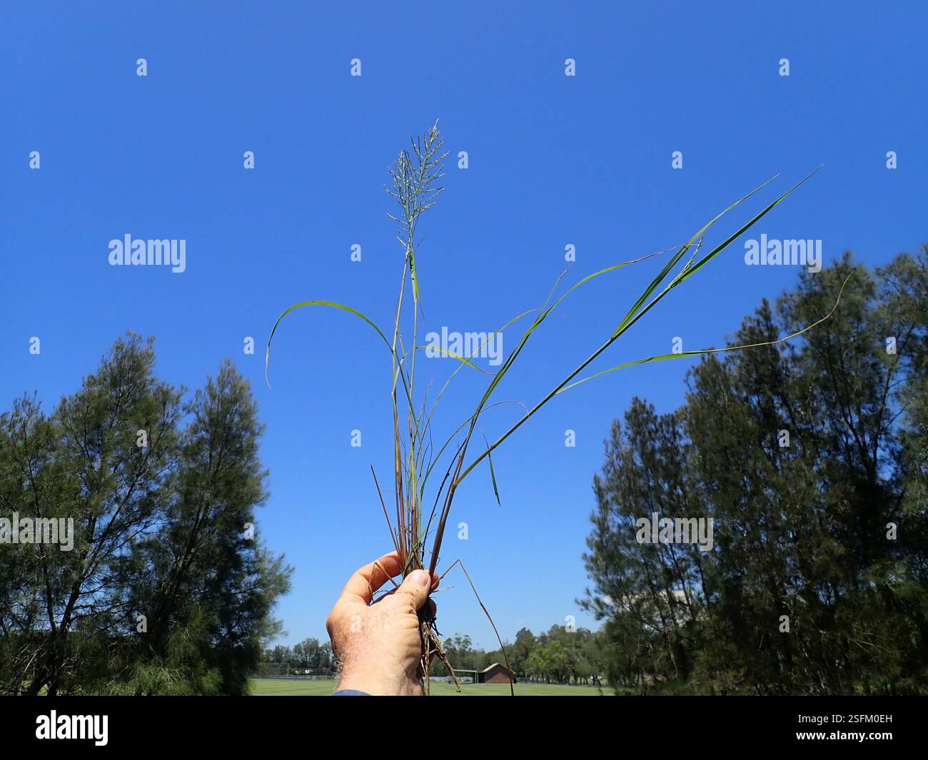 mexican sprangletop (Diplachne fusca uninervia), Plantae, Boambee, nsw ...