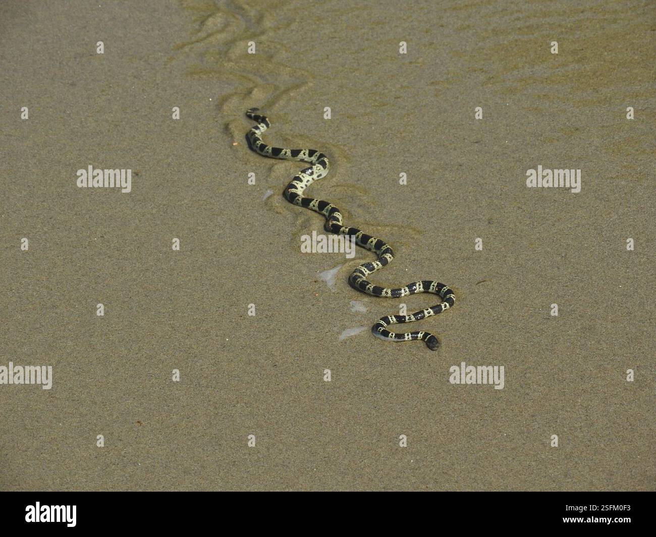 Elegant Sea Snake (Hydrophis elegans), Reptilia, Port Douglas QLD 4877 ...